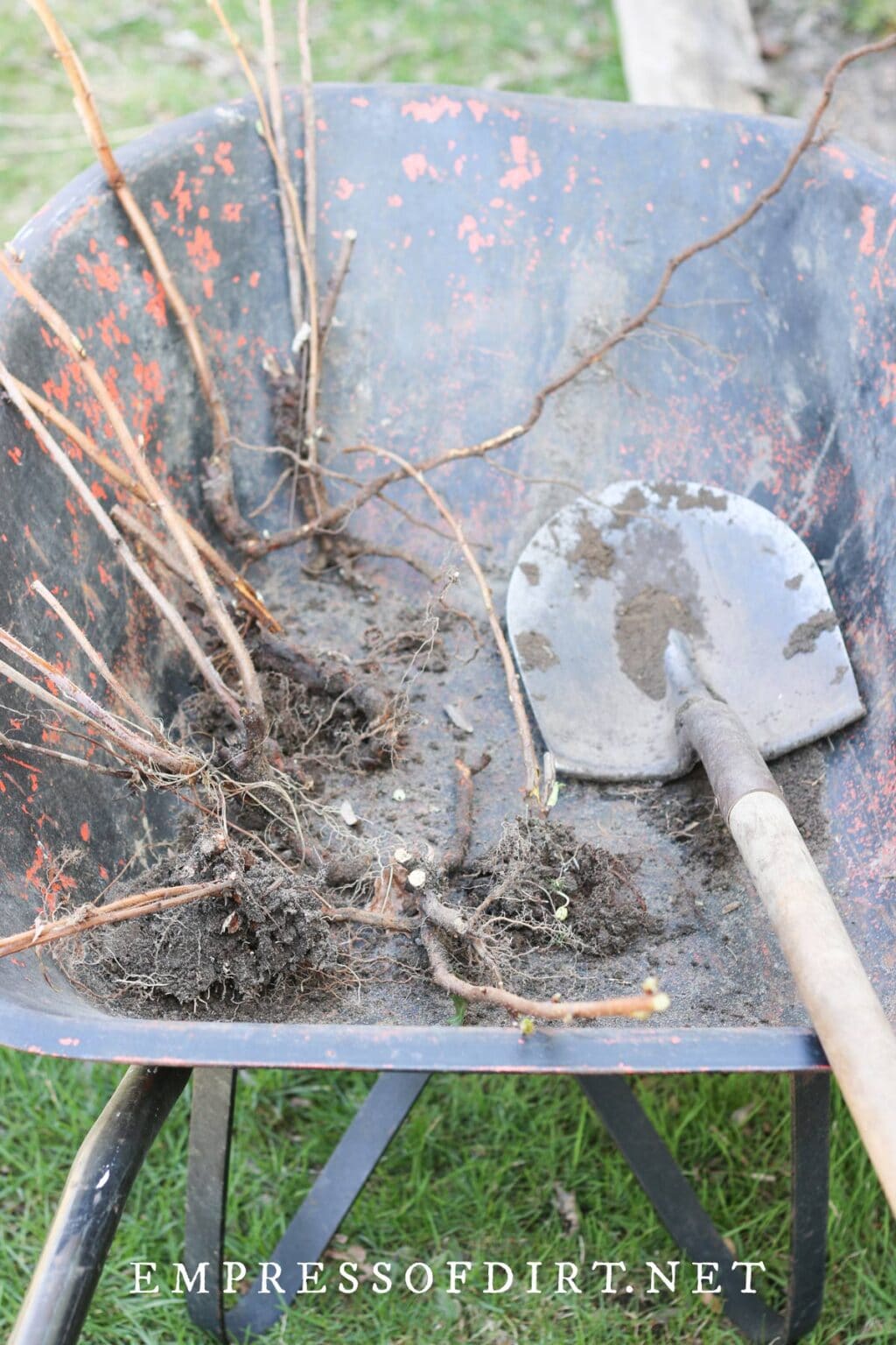 How to Transplant Raspberries and Grow More Fruit — Empress of Dirt