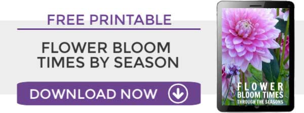 Perennial Flower Bloom Times for Every Season | Empress of Dirt