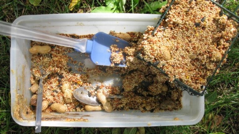 Homemade Peanut Butter Suet for Birds (Easy Recipe)