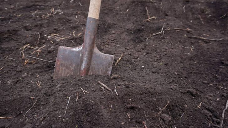 Buying Soil For Your Garden? Read This First — Empress of Dirt