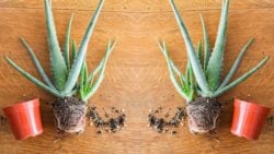 Aloe Vera: How To Propagate New Plants From Pups