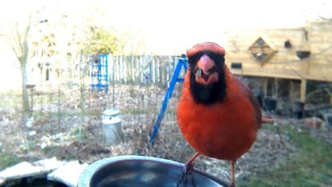 How To Choose a Wildlife Camera (Trail Camera) For Backyard Birds ...