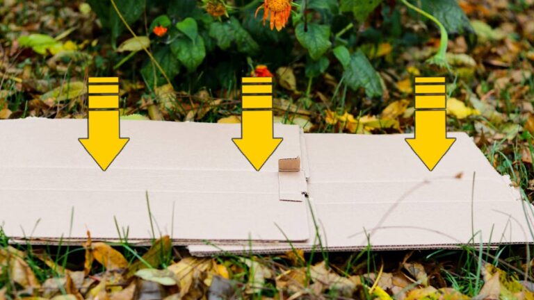 The Cardboard Method For Turning Lawn Into Garden Beds — Empress of Dirt