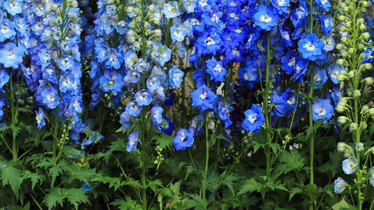 Germination Trick for Delphinium Seeds (Cold Stratification in Fridge)