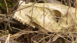 What to Do if You Find Bones in Your Garden — Empress of Dirt