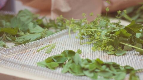 How To Grow Rosemary From Cuttings (Indoors or Outdoors)