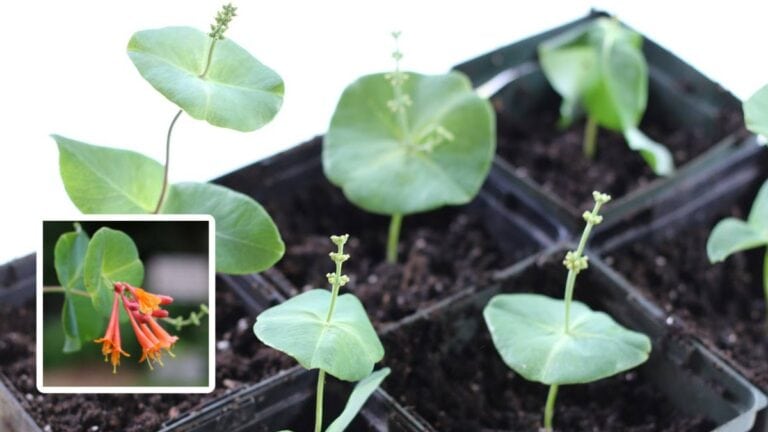 How to Grow Honeysuckle Vine from Cuttings — Empress of Dirt