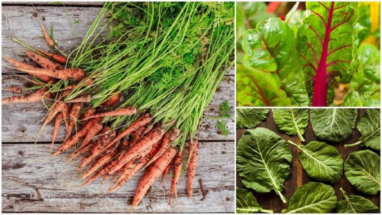 10 Vegetables That Grow in Winter (if You Start Early)