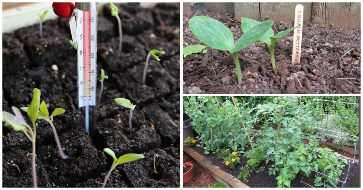 Best Soil Temperatures for Sowing Seeds | Empress of Dirt