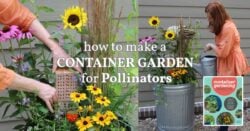 How to Create a Pollinator-Friendly Container Garden