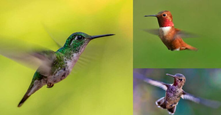 2025 Fall Hummingbird Migration (Canada & United States) — Empress of Dirt