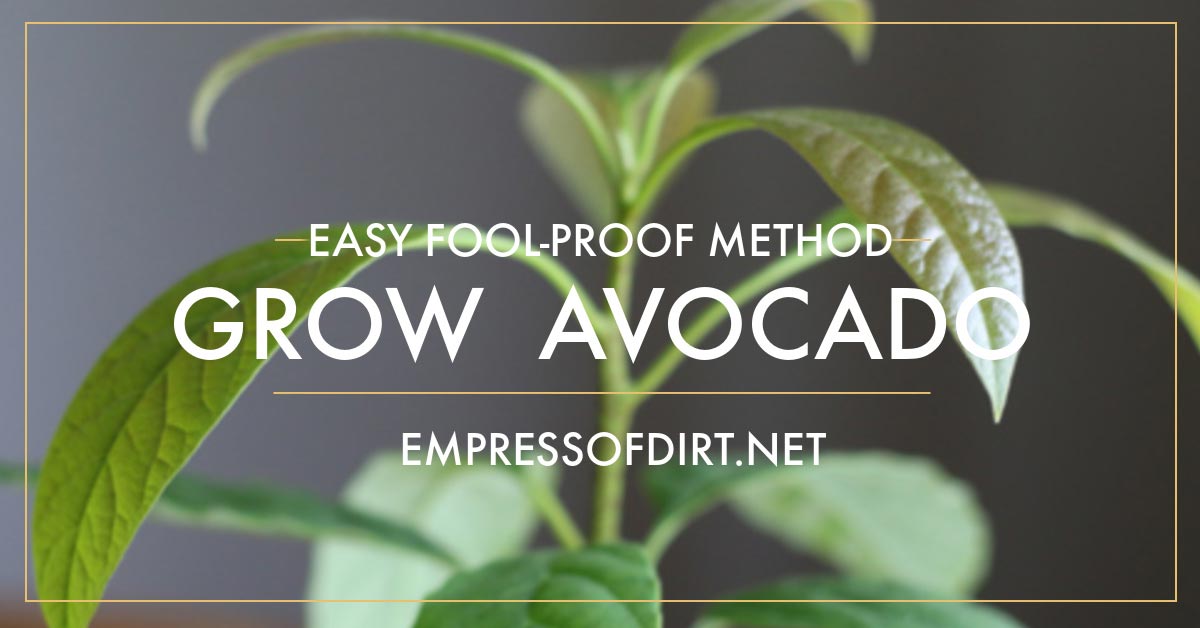 How to Grow an Avocado from Seed | Easy Method | Empress of Dirt