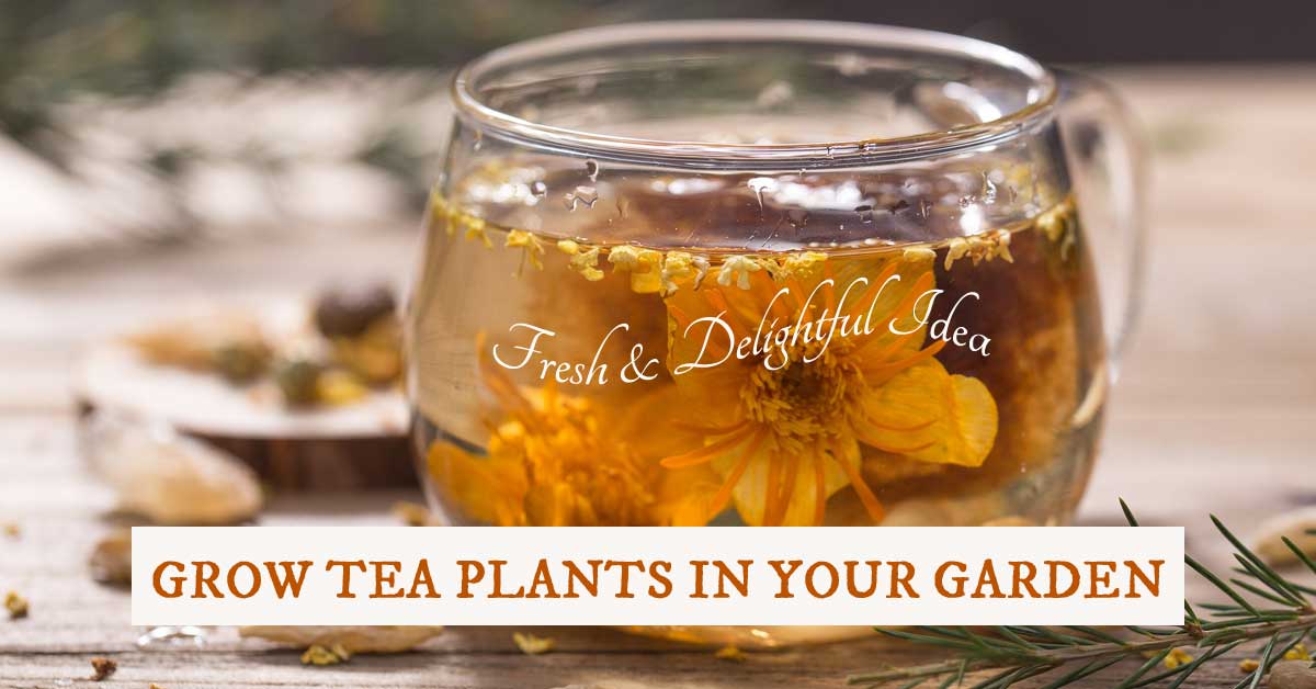 60 Plants to Grow for Homemade Tea | Free Printable - Empress of Dirt