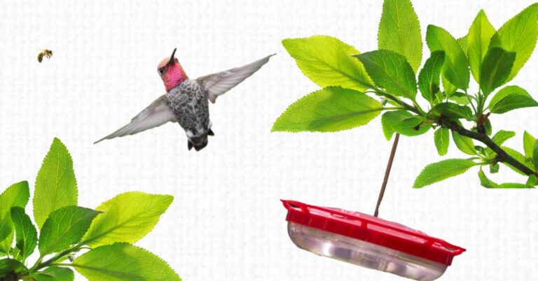 Do You Know Hummingbirds? Take the Quiz and Find Out! — Empress of Dirt