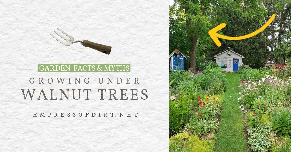Can I Grow Plants Near a Walnut Tree? — Empress of Dirt
