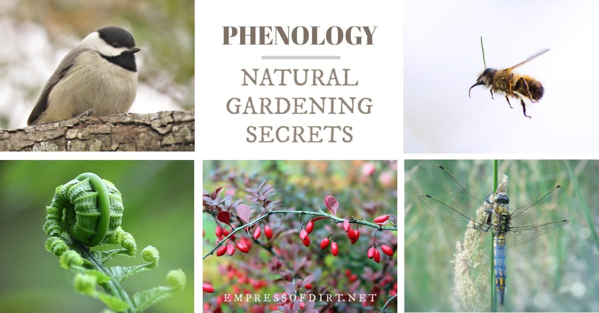 Phenology: Using Nature's Signs & Signals | Empress of Dirt