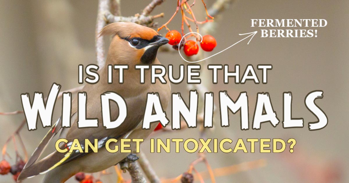 Do Birds and Other Wild Animals Really Get Drunk? | Empress of Dirt