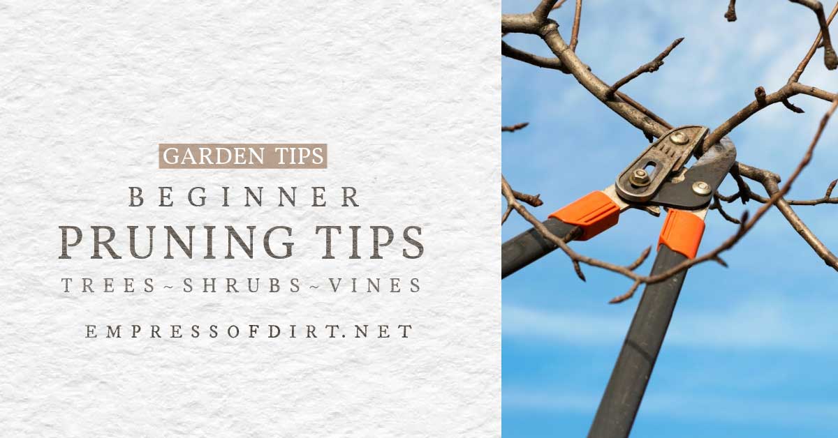 Pruning Tips for New Gardeners (Trees, Shrubs, and Vines) | Empress of Dirt