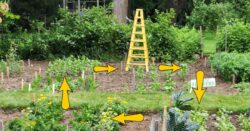 Bolting: Why Vegetable Plants Bolt & How to Deal With It