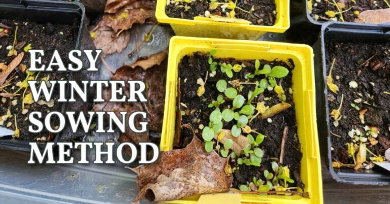 Easy Winter Method for Sowing Hardy Native Seeds in Pots