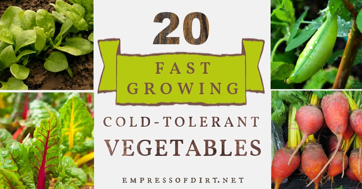 20 Fast-Growing Vegetables (Spring or Fall) | Empress of Dirt