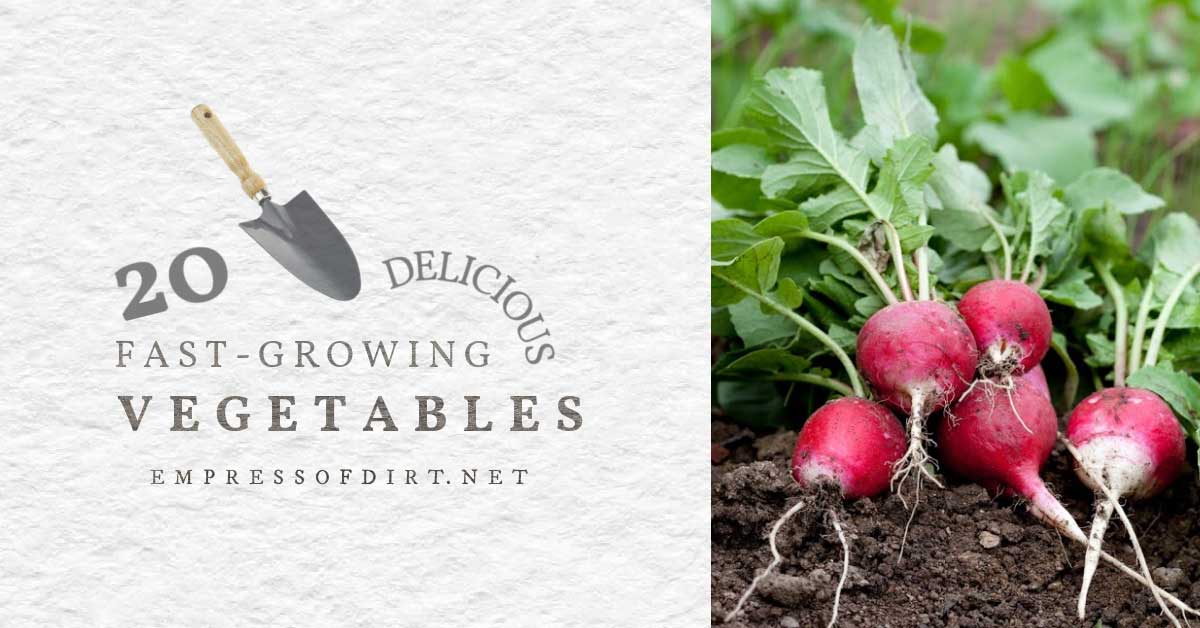 20 Fast-Growing Vegetables (Spring or Fall) | Empress of Dirt
