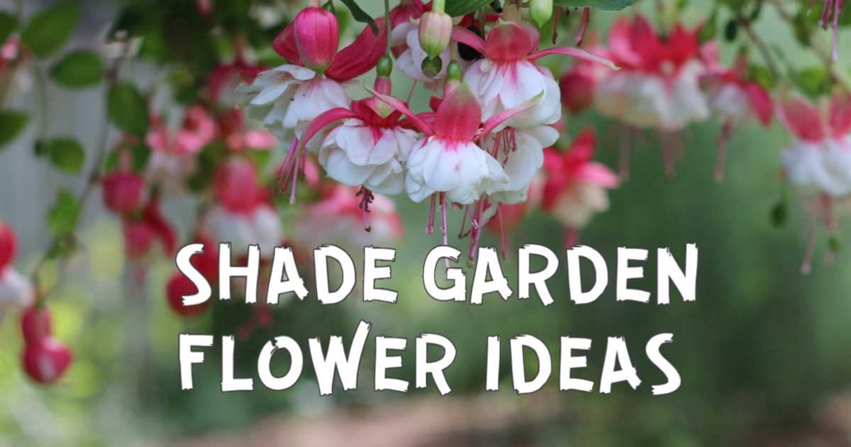 6 Colorful Flowering Plants for Shade Gardens | Empress of Dirt