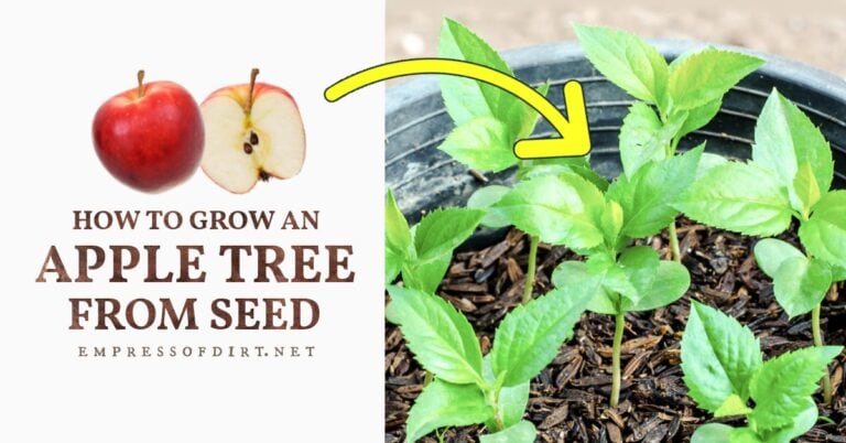 How to Grow An Apple Tree From Seed (Easy Tutorial)