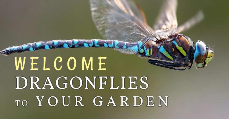 How to Help Monarch Butterflies Thrive in Your Garden