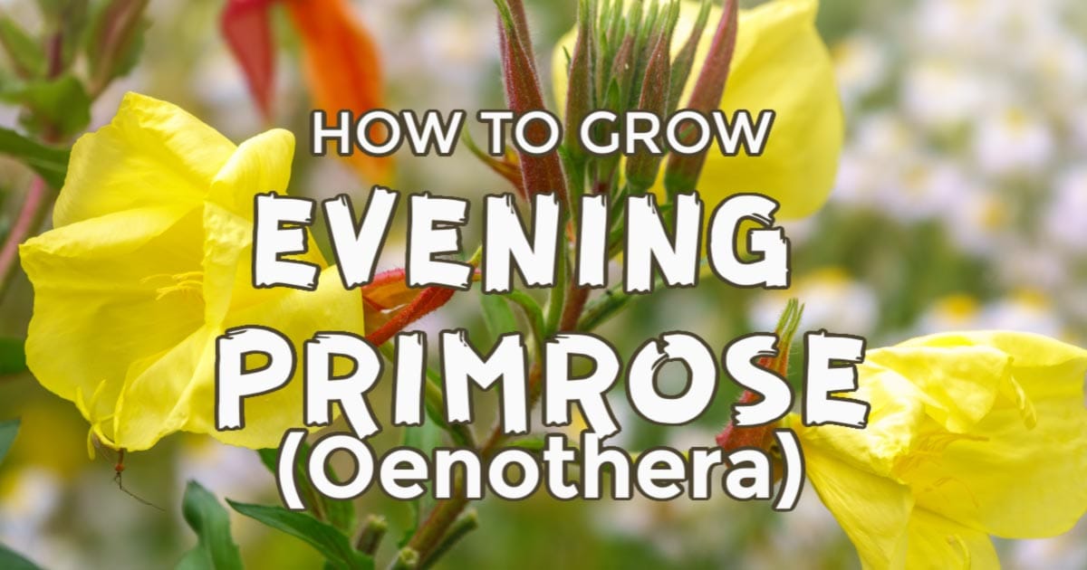 How to Grow Evening Primrose (Oenothera) and What to Watch Out For ...
