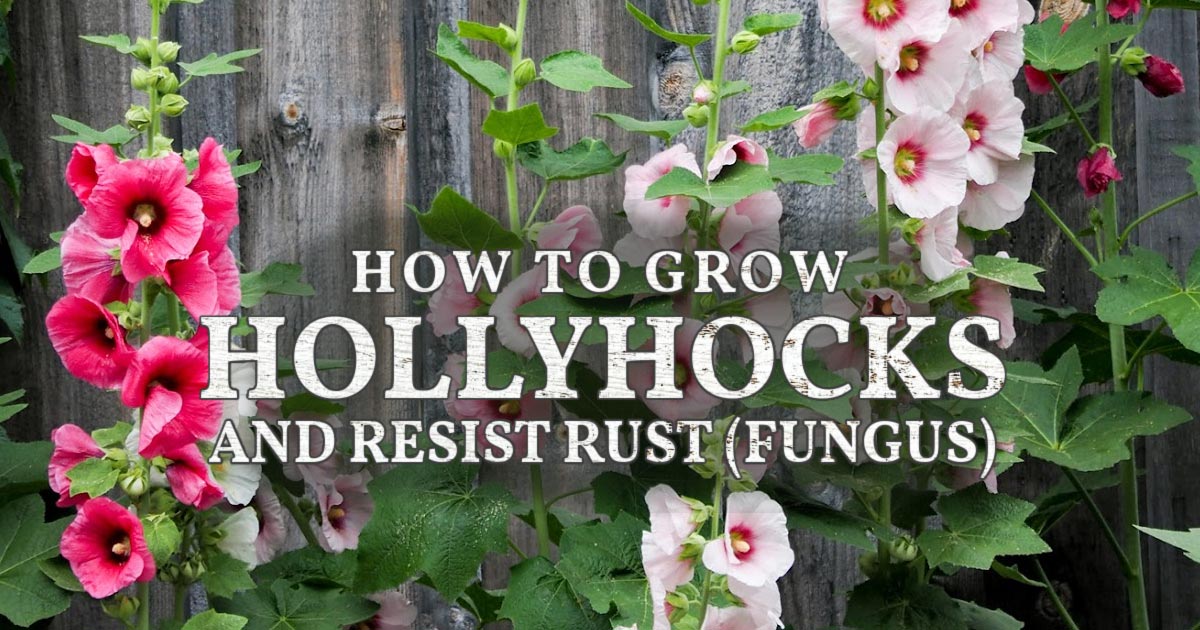 6 Tips for Growing Hollyhocks and Dealing With Rust (Fungus)