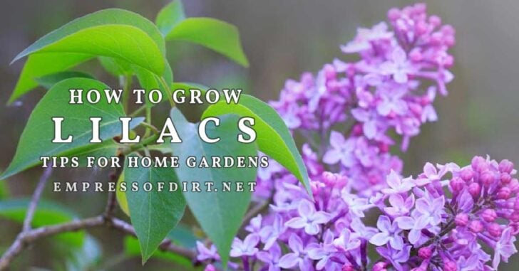 How To Grow Lilacs (Best Care Tips) — Empress of Dirt