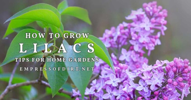 How To Grow Lilacs (Best Care Tips) — Empress of Dirt