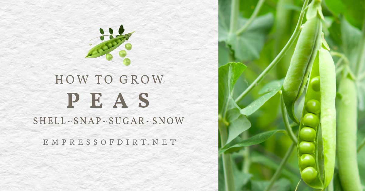 How to Grow Peas (Shell Snap Sugar Snow)