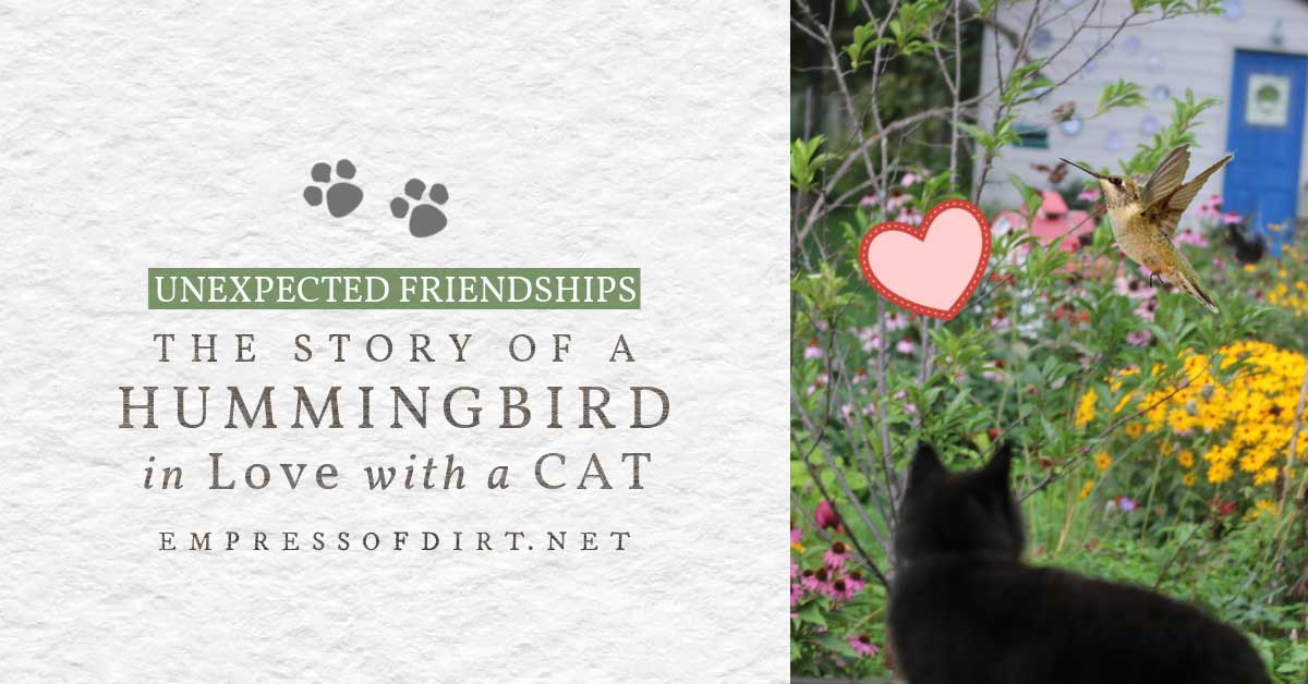 Hummingbird Falls in Love with Cat | Empress of Dirt