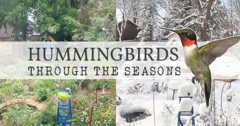 Do You Know Hummingbirds? Take the Quiz and Find Out! — Empress of Dirt
