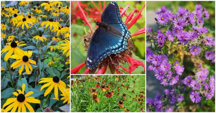 8 Creative Themes to Bring Your Dream Garden to Life