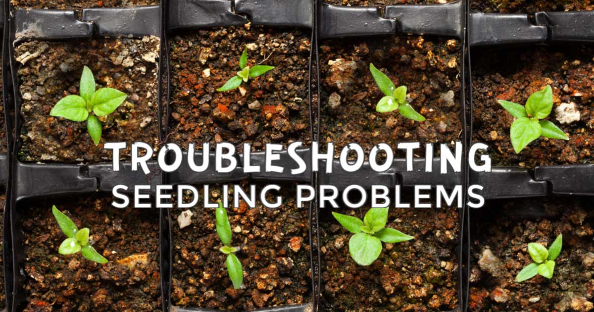 How to Troubleshoot Seed Sowing Problems | Empress of Dirt