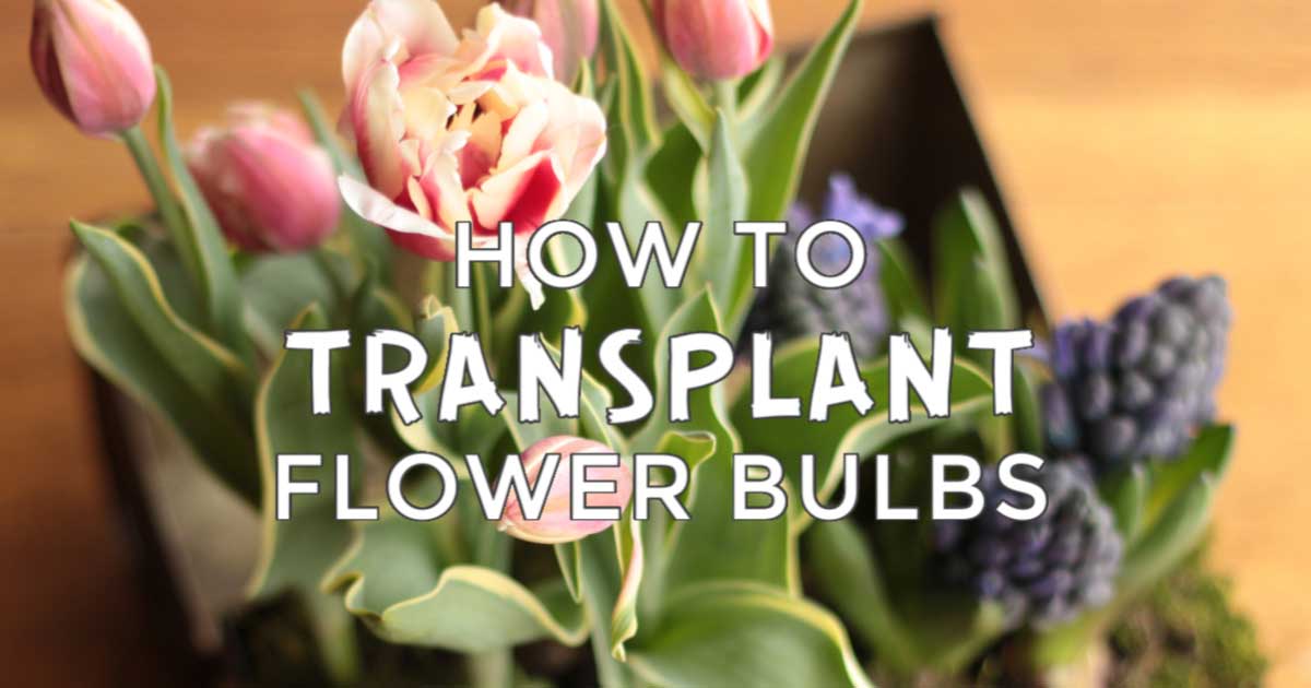 How to Transplant Spring Flowering Bulbs | Empress of Dirt