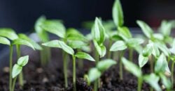 How to Test Seeds For Germination (Paper Towel Test)
