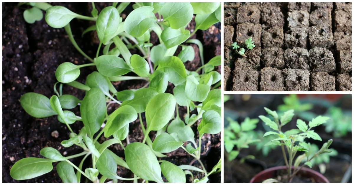 Tips for Speeding Up Seed Germination | Empress of Dirt