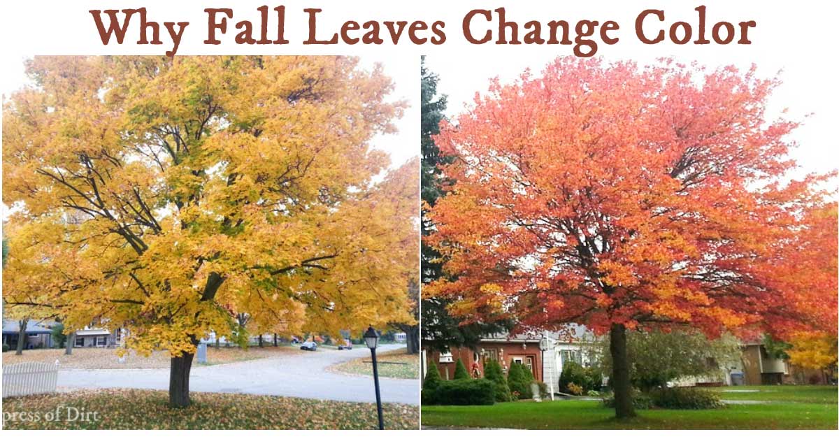 Why Tree Leaves Change Color In Fall Empress Of Dirt