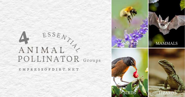 Welcome Bees—But Don't Forget These Other Pollinators