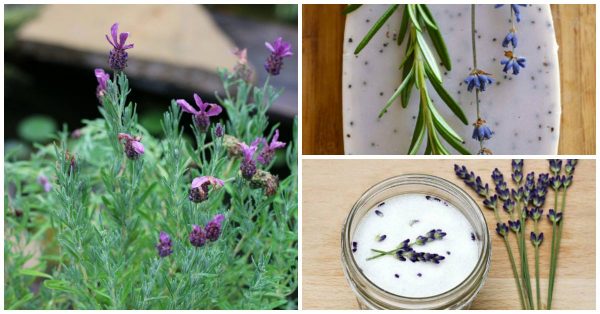 12 Lavender Crafts and Recipes — Empress of Dirt