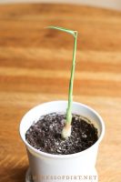 Easy Way to Grow Ginger Root | Empress of Dirt