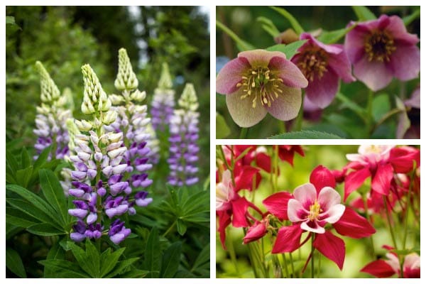 Empress of Dirt | Page 12 of 161 | Creative and Frugal Home & Garden Ideas