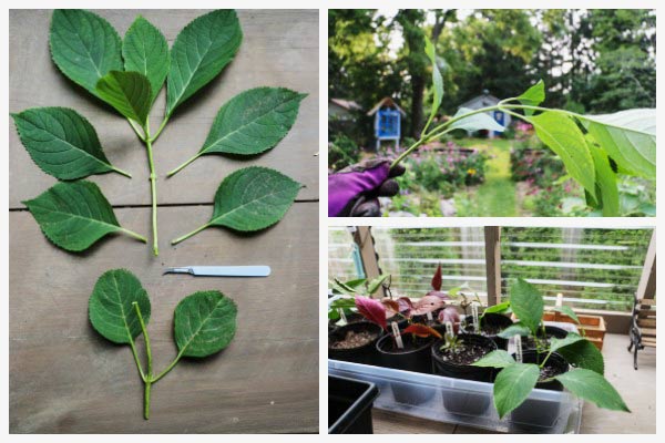 How to Grow Hydrangea from Cuttings | Empress of Dirt