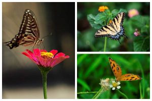 How to Identify Butterflies in Your Garden — Empress of Dirt