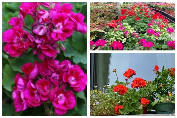 How to Overwinter Zonal Geraniums | Pelargoniums - Empress of Dirt