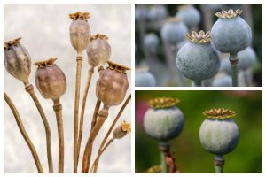 10 Irresistible Reasons to Grow Poppies | Empress of Dirt
